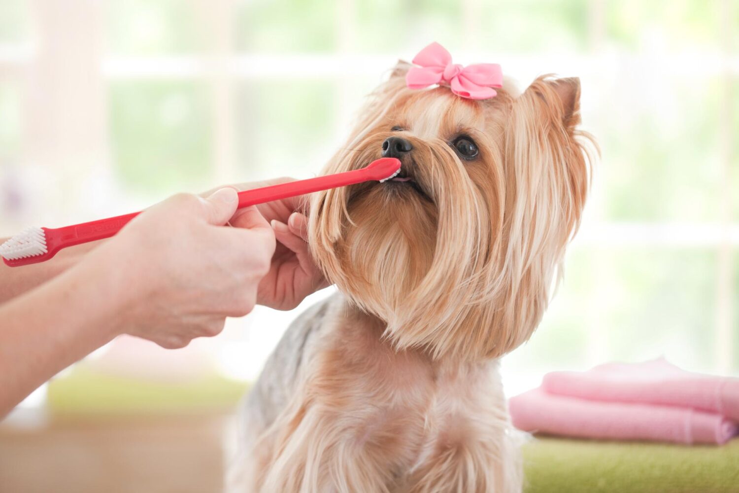 The ABCs of Pet Dental Care: A Comprehensive Guide | MarketPlace ...