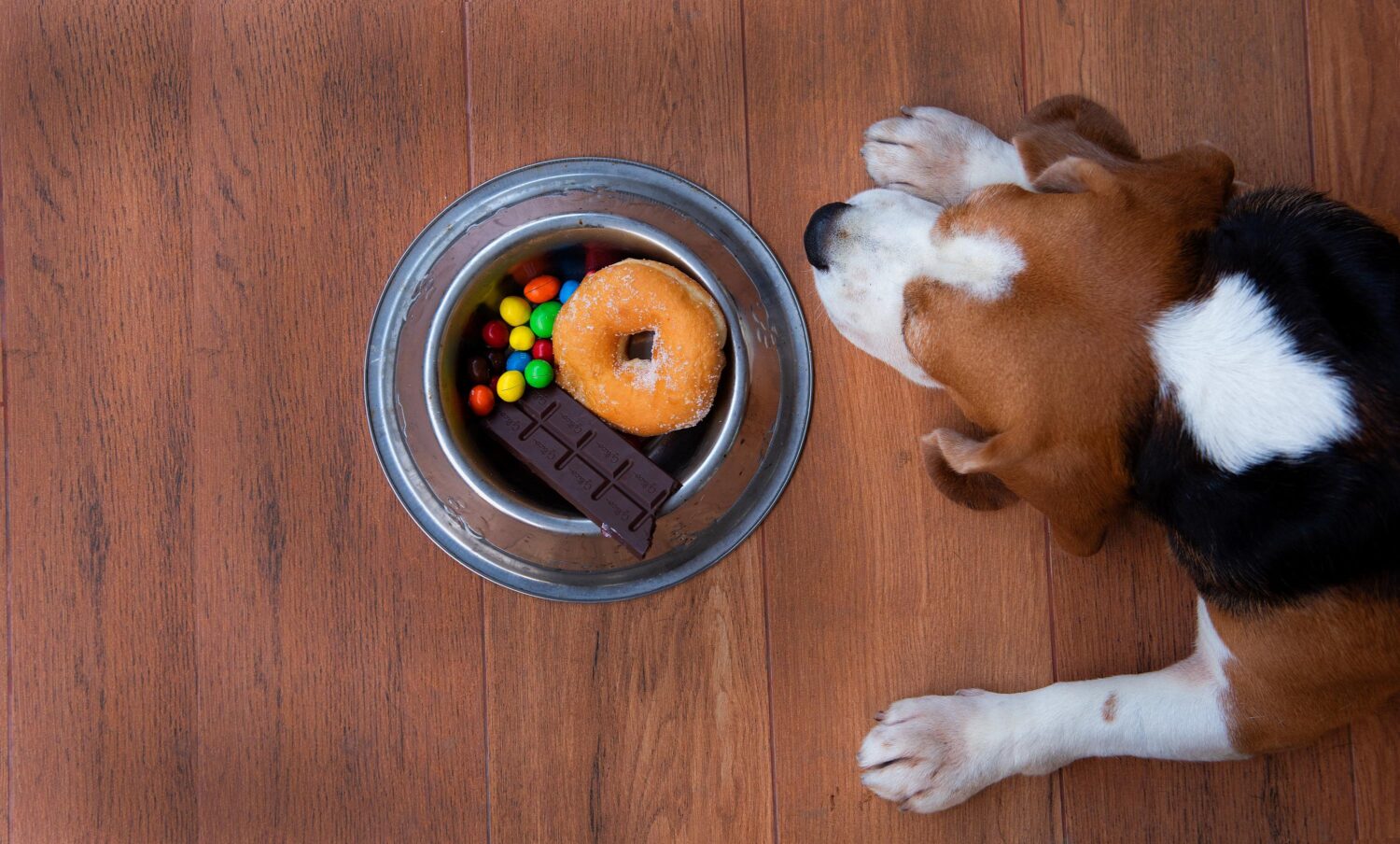 Common Pet Poisons in the Home | MarketPlace Veterinary Hospital