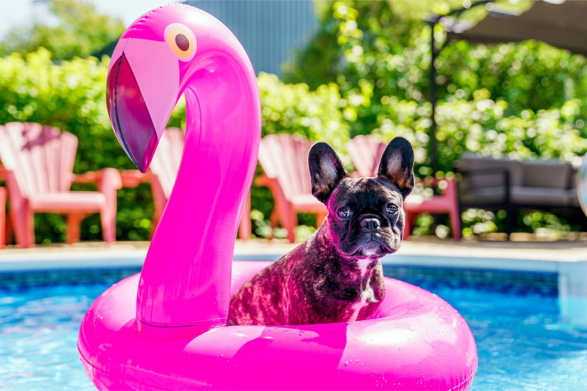 Swimming Pool Safety Tips for Pets | MarketPlace Veterinary Hospital